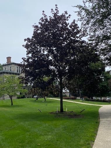 Tree Relocation – Momentum – Construction Projects at Providence College